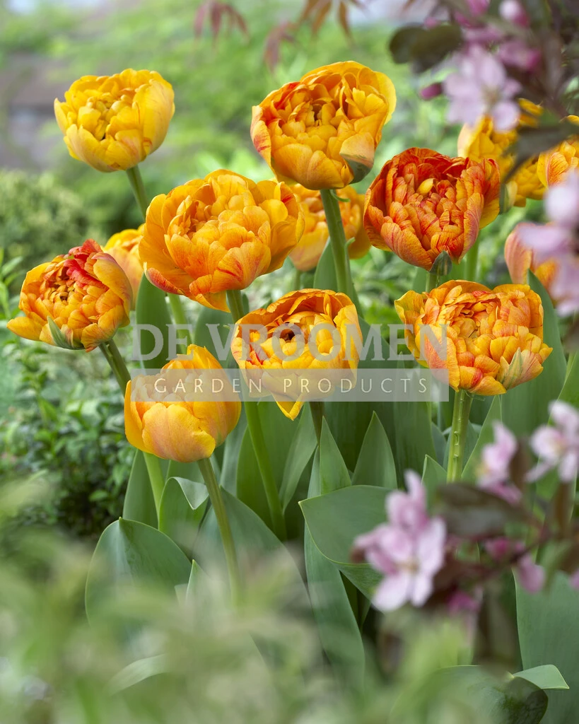 Tulip Sun Lover | 50 pcs - De Vroomen