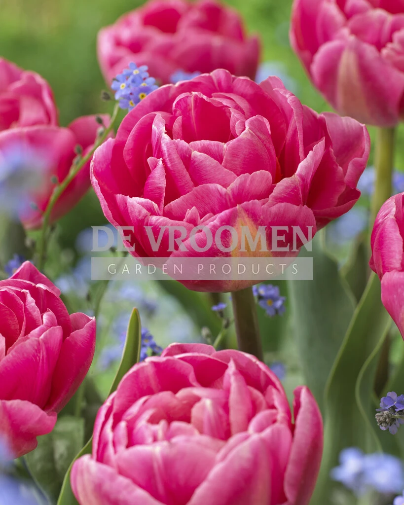 Tulip Voque | 50 pcs - De Vroomen