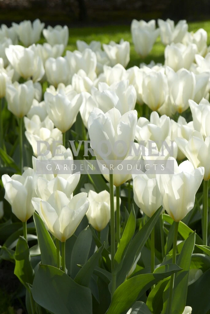 Tulip White Emperor | 50 pcs - De Vroomen