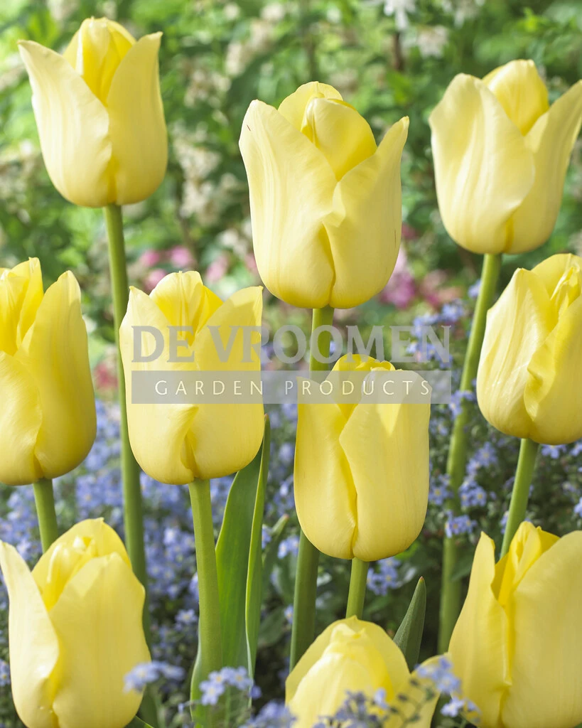 Tulip World Friendship | 50 pcs - De Vroomen