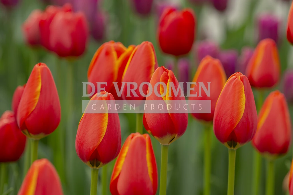 Tulip World's Favourite | 50 pcs - De Vroomen