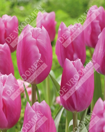 Tulip Yosemite | 50 pcs - De Vroomen