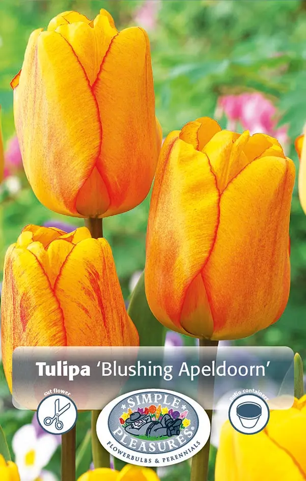 Tulipa Darwin Hybrid Blushing Apeldoorn | 80 pcs - De Vroomen