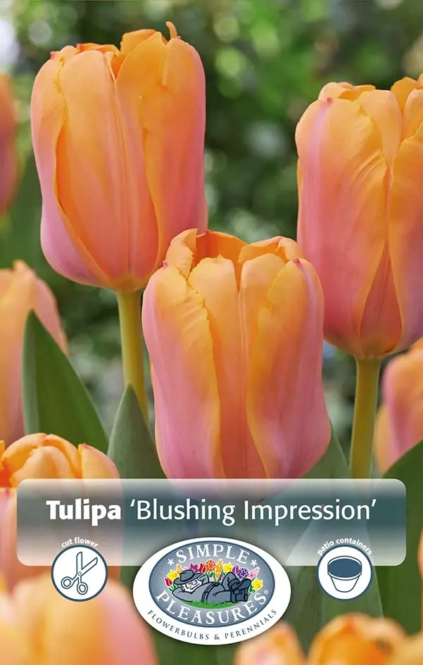 Tulipa Darwin Hybrid Blushing Impression | 80 pcs - De Vroomen