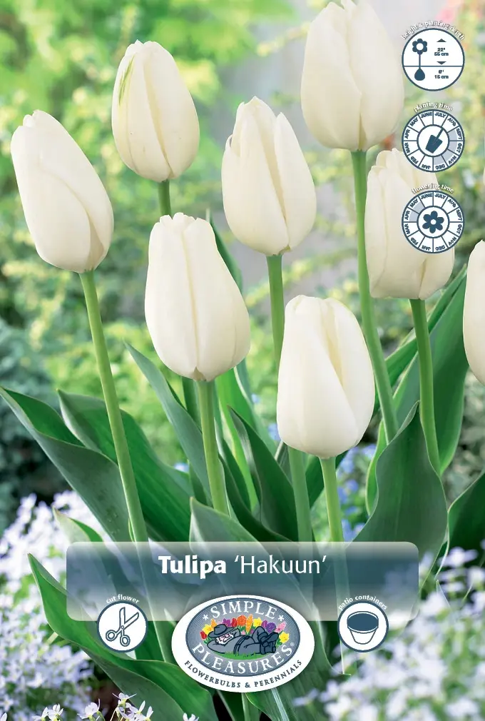 Tulipa Darwin Hybrid Hakuun | 350 pcs - De Vroomen