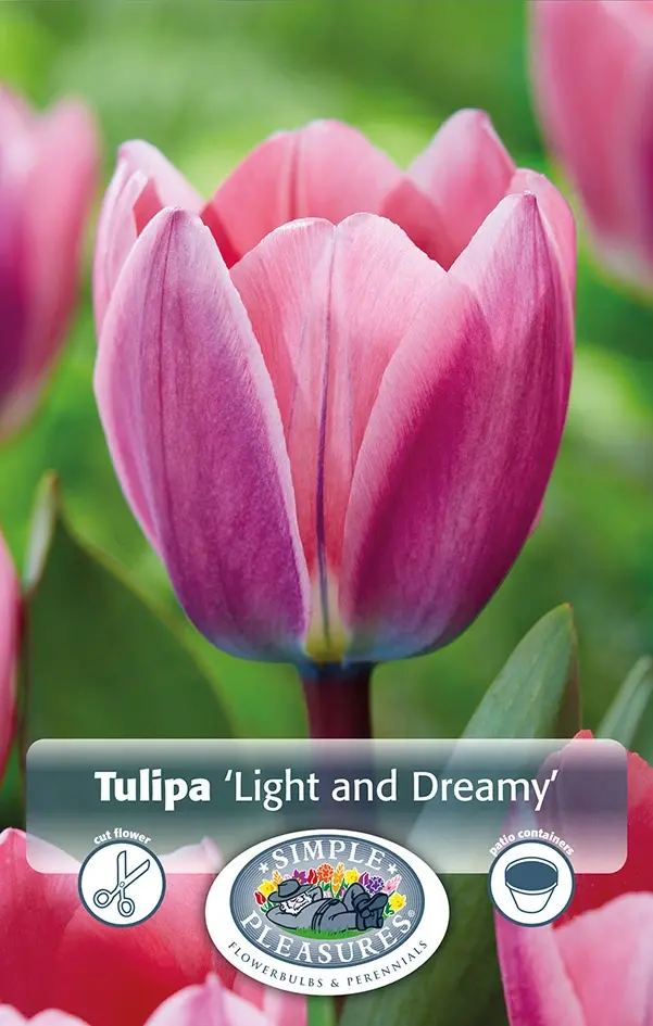 Tulipa Darwin Hybrid Light and Dreamy | 80 pcs - De Vroomen