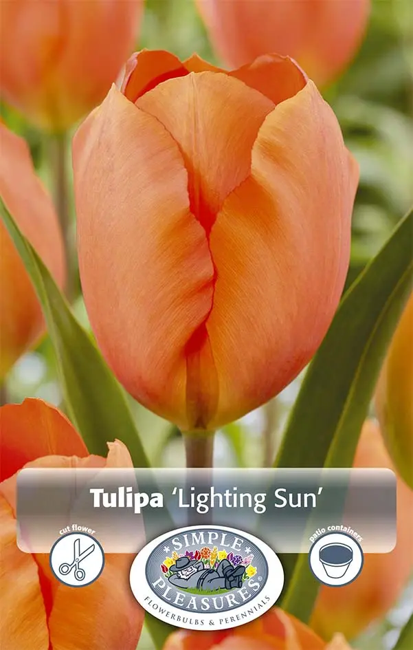 Tulipa Darwin Hybrid Lighting Sun | 80 pcs - De Vroomen