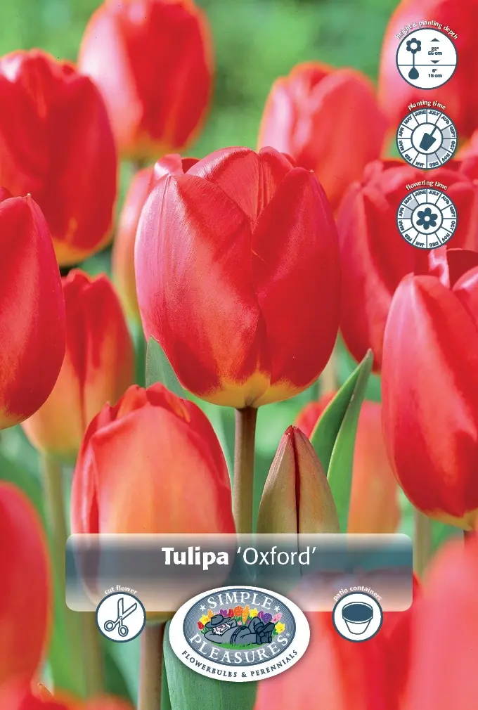 Tulipa Darwin Hybrid Oxford | 350 pce - De Vroomen