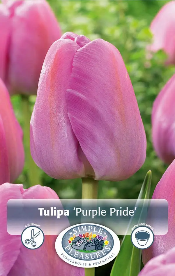 Tulipa Darwin Hybrid Purple Pride | 80 pcs - De Vroomen