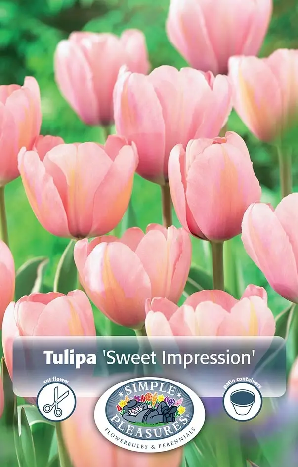 Tulipa Darwin Hybrid Sweet Impression | 80 pcs - De Vroomen