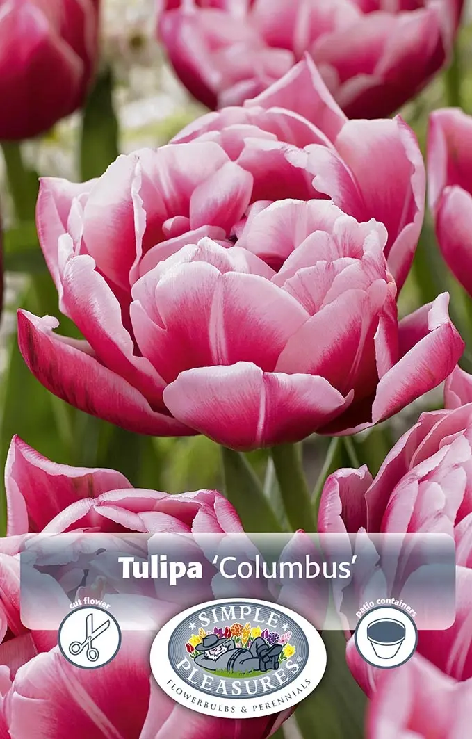 Tulipa Double Early Columbus | 80 pcs - De Vroomen