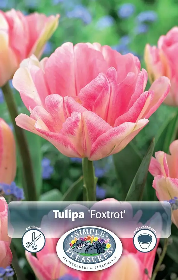Tulipa Double Early Foxtrot | 80 pcs - De Vroomen