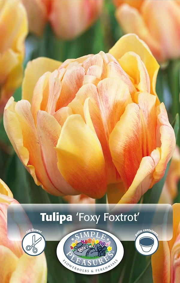Tulipa Double Early Foxy Foxtrot | 80 pcs - De Vroomen