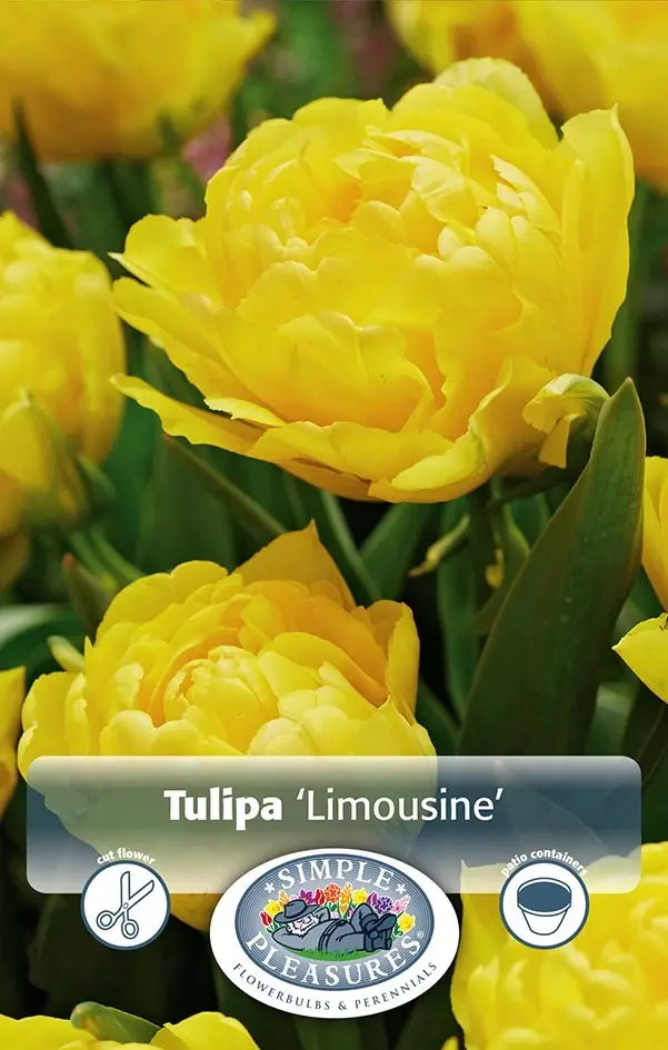 Tulipa Double Early Limousine | 80 pcs - De Vroomen