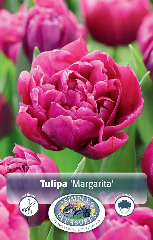 Tulipa Double Early Margarita | 80 pcs - De Vroomen