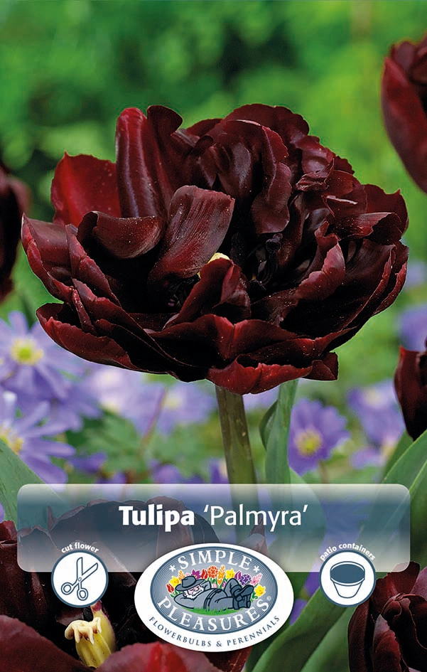 Tulipa Double Early Palmyra | 80 pcs - De Vroomen