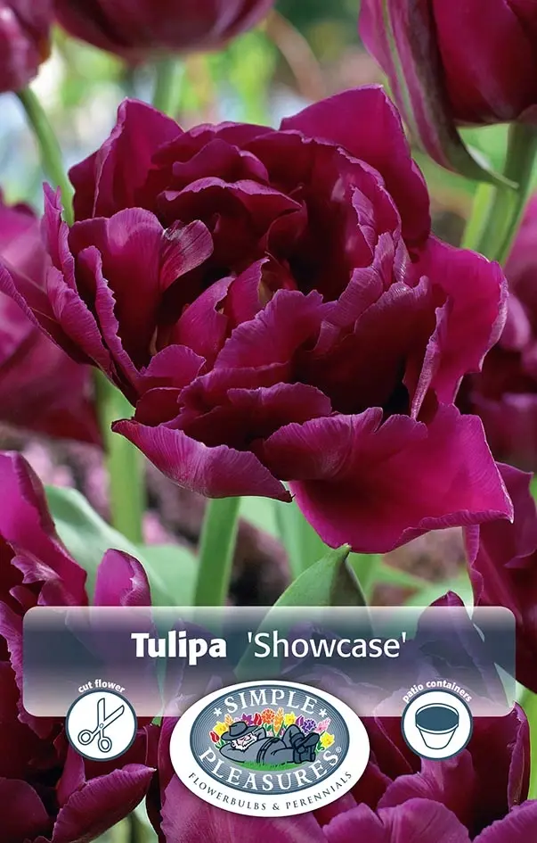 Tulipa Double Early Showcase | 80 pcs - De Vroomen