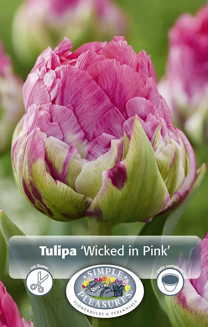 Tulipa Double Early Wicked in Pink | 80 pcs - De Vroomen