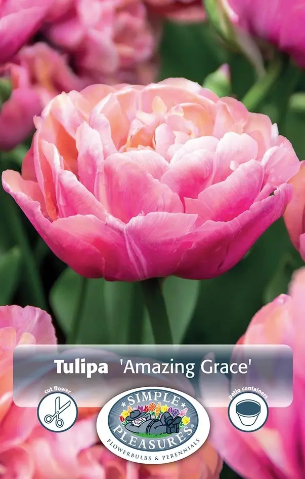 Tulipa Double Late Amazing Grace | 80 pcs - De Vroomen