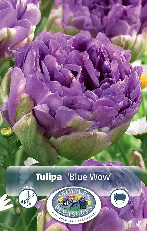 Tulipa Double Late Blue Wow | 80 pcs - De Vroomen