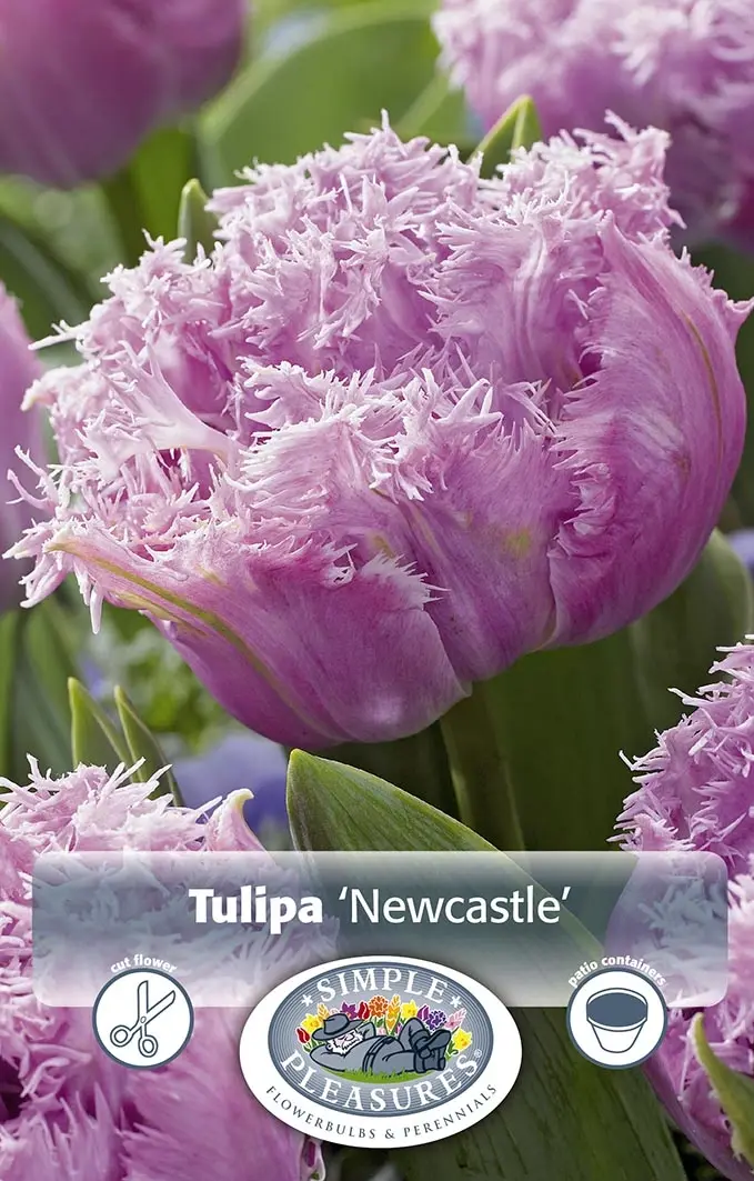 Tulipa Double Late Newcastle | Capper 20 x 5 - De Vroomen