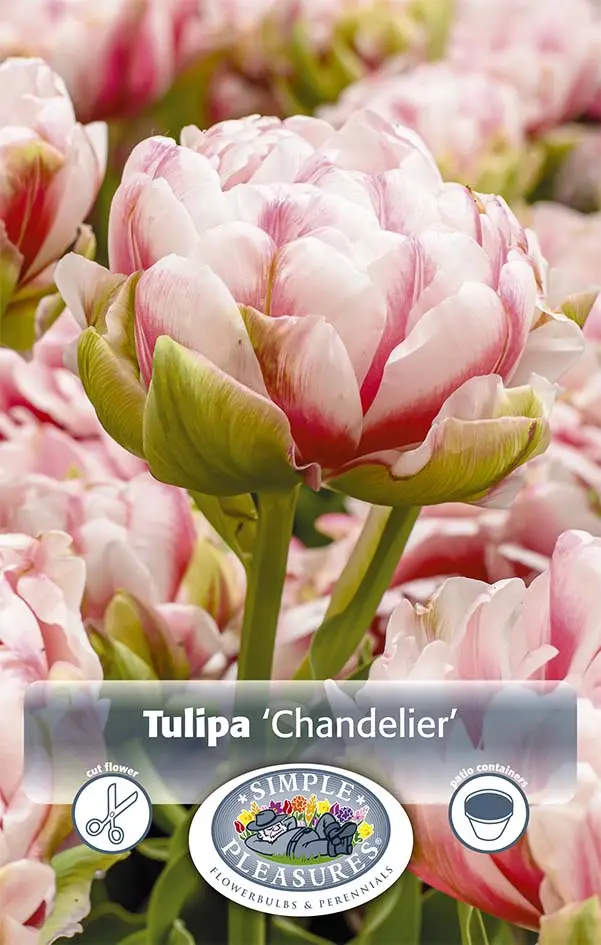 Tulipa Double Late Chandelier | 80 pcs - De Vroomen