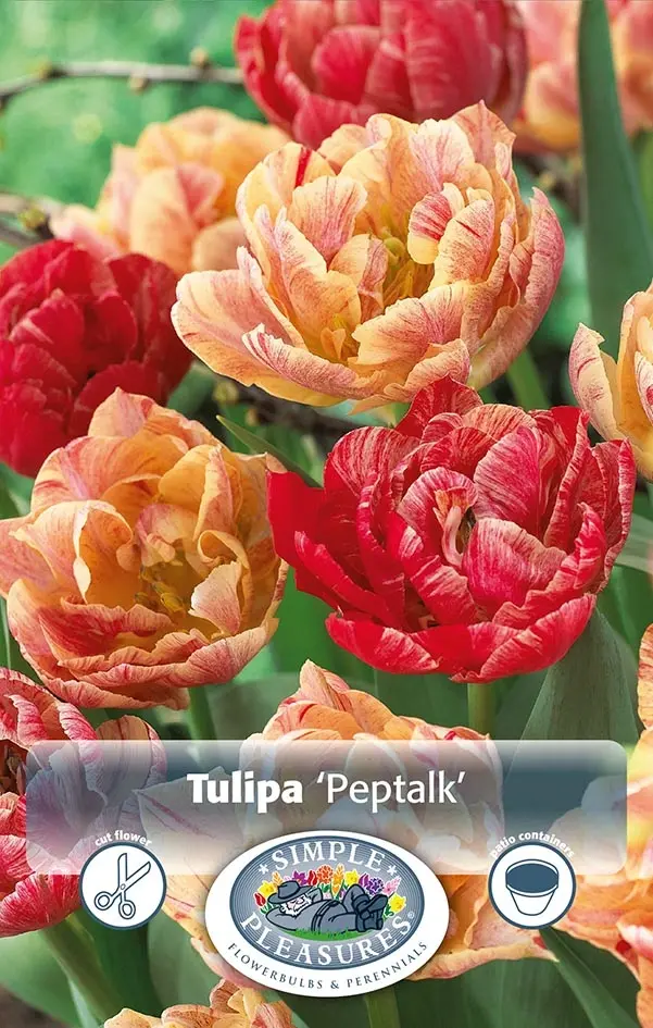 Tulipa Double Late Peptalk | 80 pcs - De Vroomen