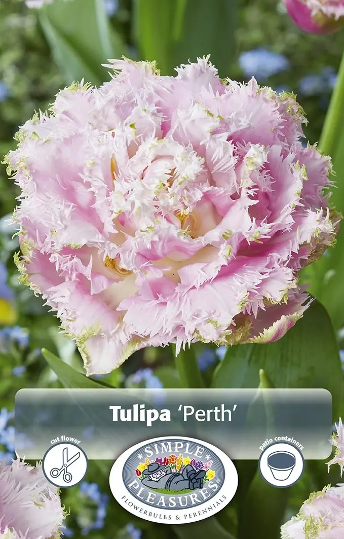 Tulipa Double Late Perth | Capper 20 x 5 - De Vroomen