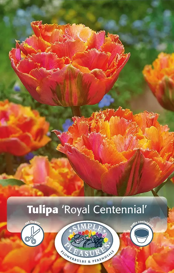 Tulipa Double Late Royal Centennial | 80 pcs - De Vroomen