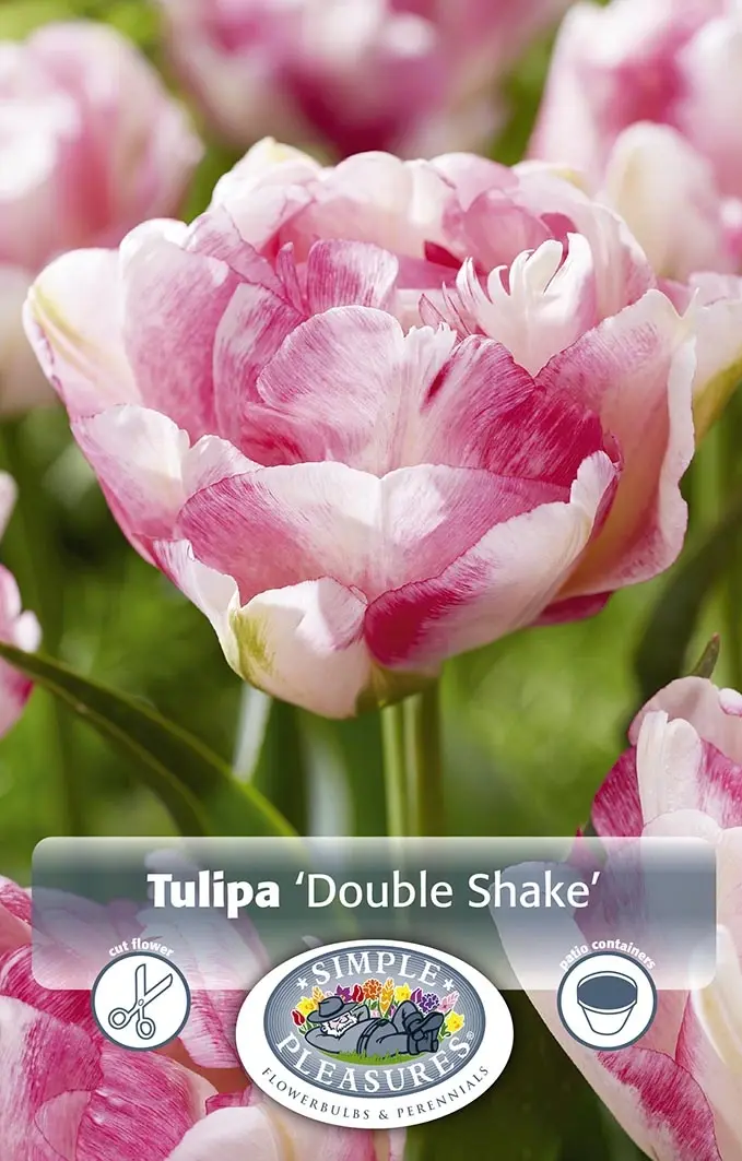 Tulipa Double Late Shake | 80 pcs - De Vroomen