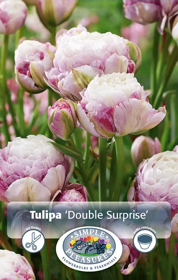 Tulipa Double Late Surprise | 80 pcs - De Vroomen