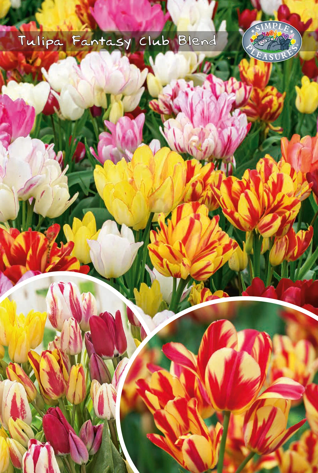 Tulipa Fantasy Club Blend | Bags 12 x 25 - De Vroomen