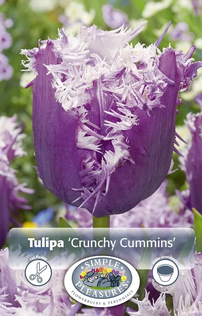 Tulipa Fringed Crunchy Cummins | 80 pcs - De Vroomen