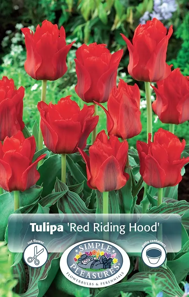 Tulipa Greigii Red Riding Hood | 80 pcs - De Vroomen