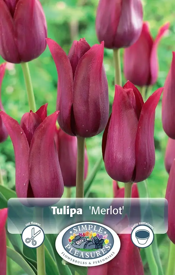 Tulipa Lily-Flowering Merlot | 80 pcs - De Vroomen