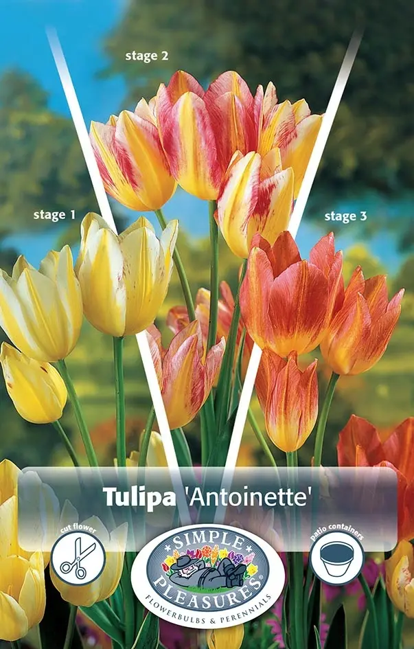 Tulipa Multiflowering (Bouquet) Antoinette | Capper 20 x 5 - De Vroomen