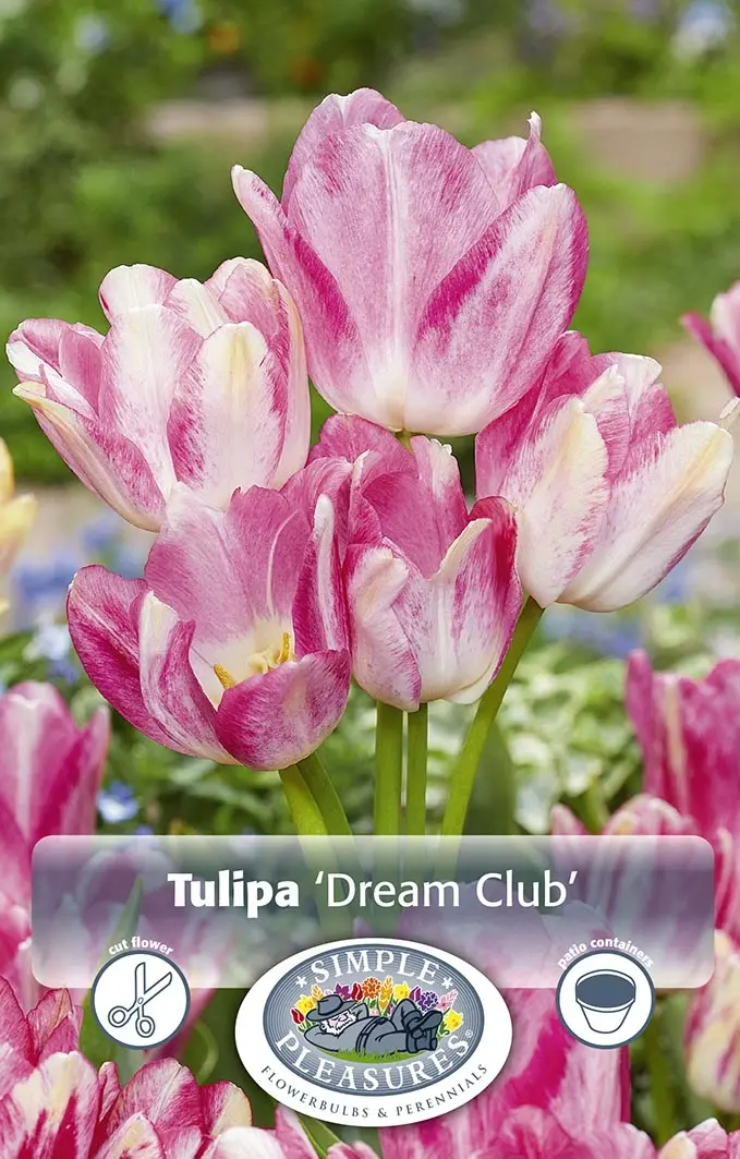 Tulipa Multiflowering (Bouquet) Dream Club | 80 pcs - De Vroomen
