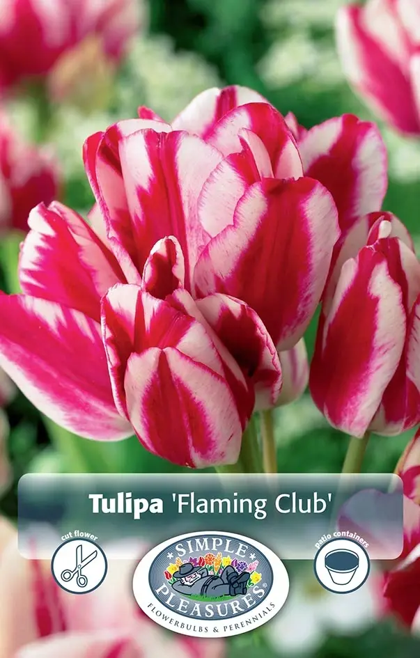Tulipa Multiflowering (Bouquet) Flaming Club | 80 pcs - De Vroomen