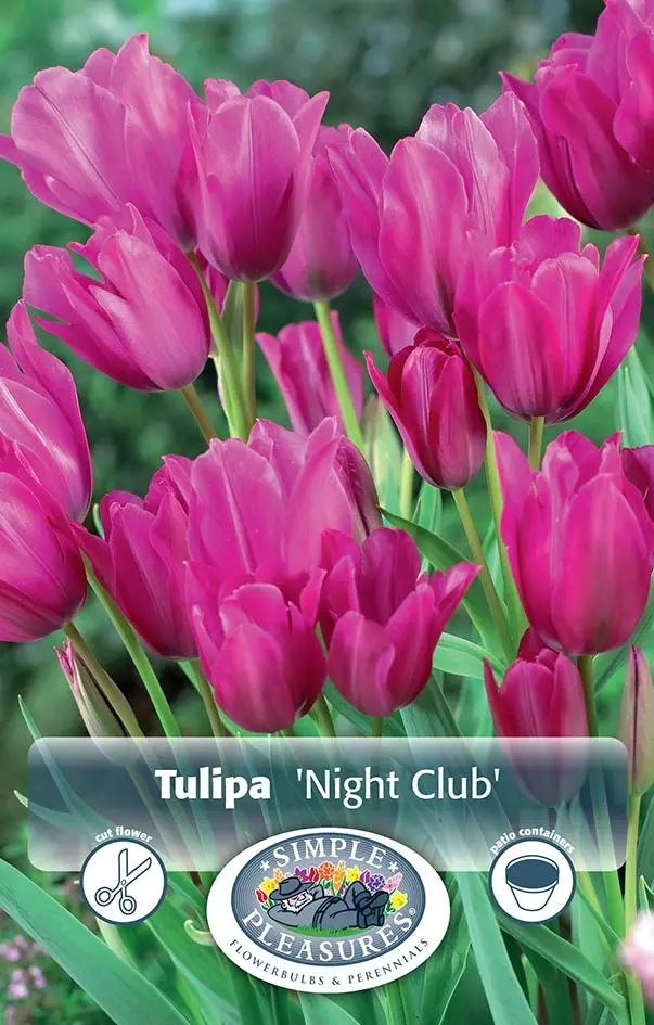 Tulipa Multiflowering (Bouquet) Night Club | Capper 20 x 5 - De Vroomen