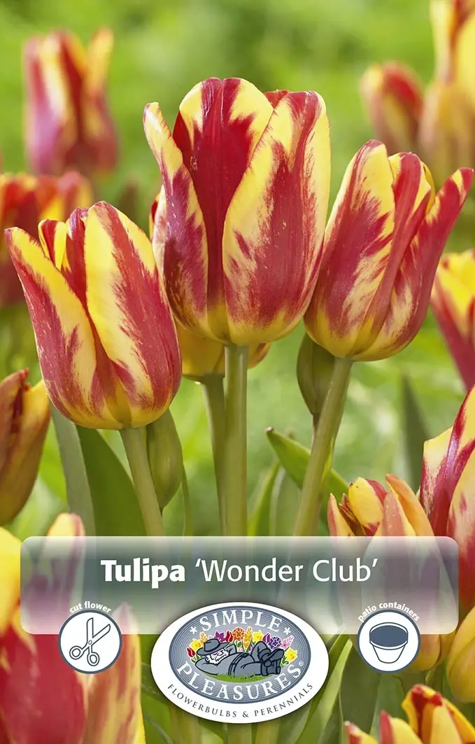 Tulipa Multiflowering (Bouquet) Wonder Club | 80 pcs - De Vroomen