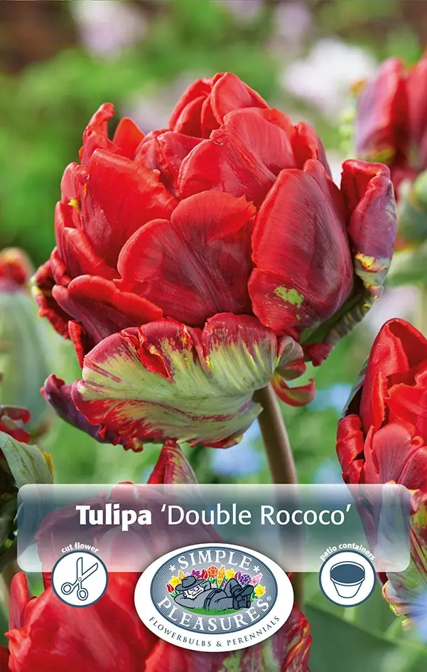 Tulipa Parrot Double Rococo | 80 pcs - De Vroomen
