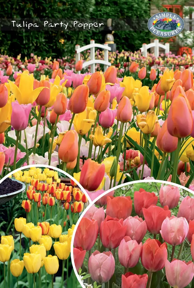 Tulipa Party Popper | Bag 20 x 25 - De Vroomen