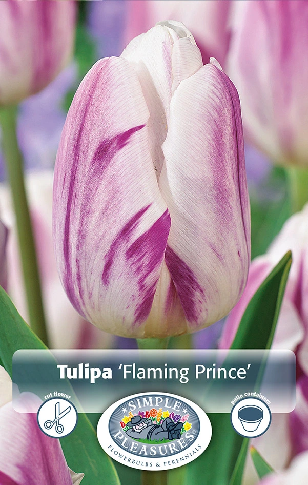 Tulipa Single Early Flaming Prince | Capper 20 x 5 - De Vroomen