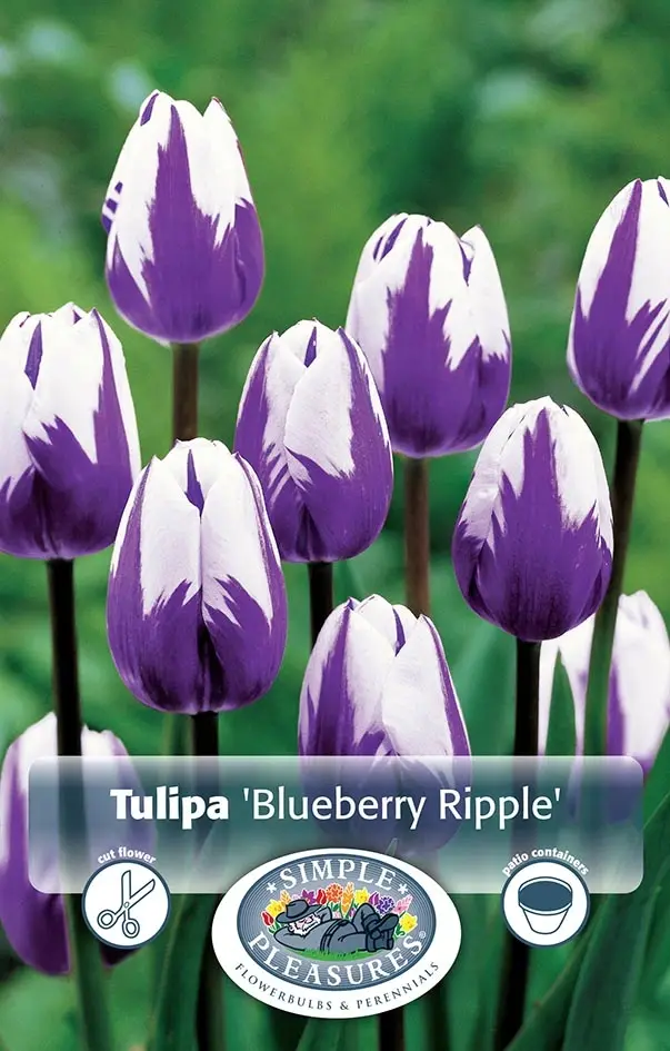 Tulipa Triumph Blueberry Ripple | 80 pcs - De Vroomen