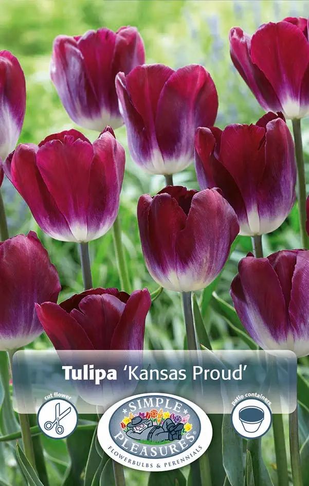 Tulipa Triumph Kansas Proud | Capper 20 x 5 - De Vroomen