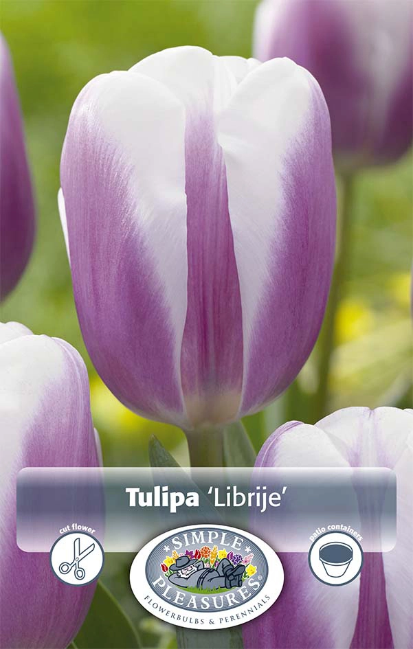 Tulipa Triumph Librije | 80 pcs - De Vroomen