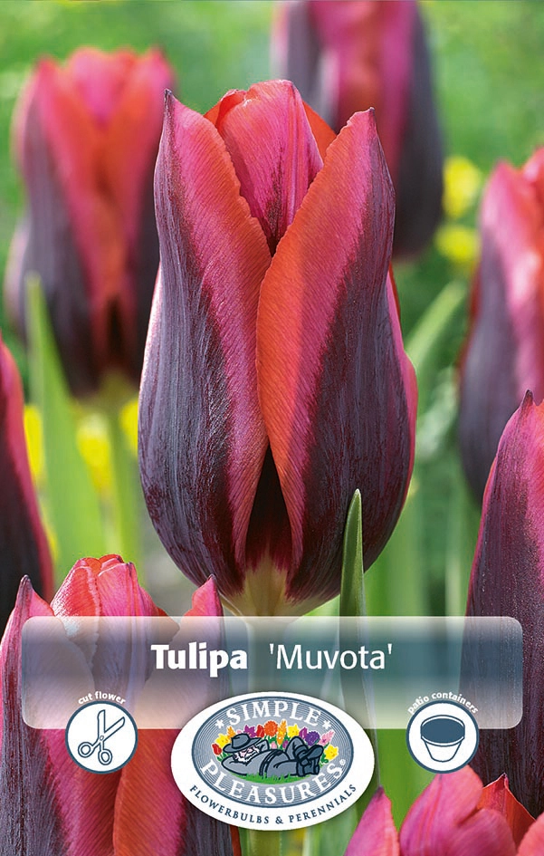 Tulipa Triumph Muvota | 80 pcs - De Vroomen
