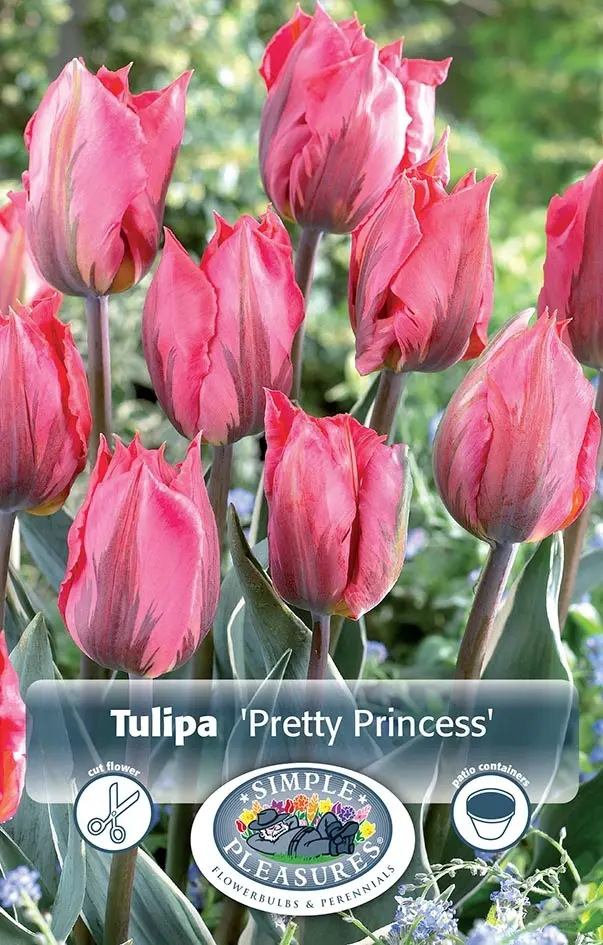 Tulipa Triumph Pretty Princess | 80 pcs - De Vroomen