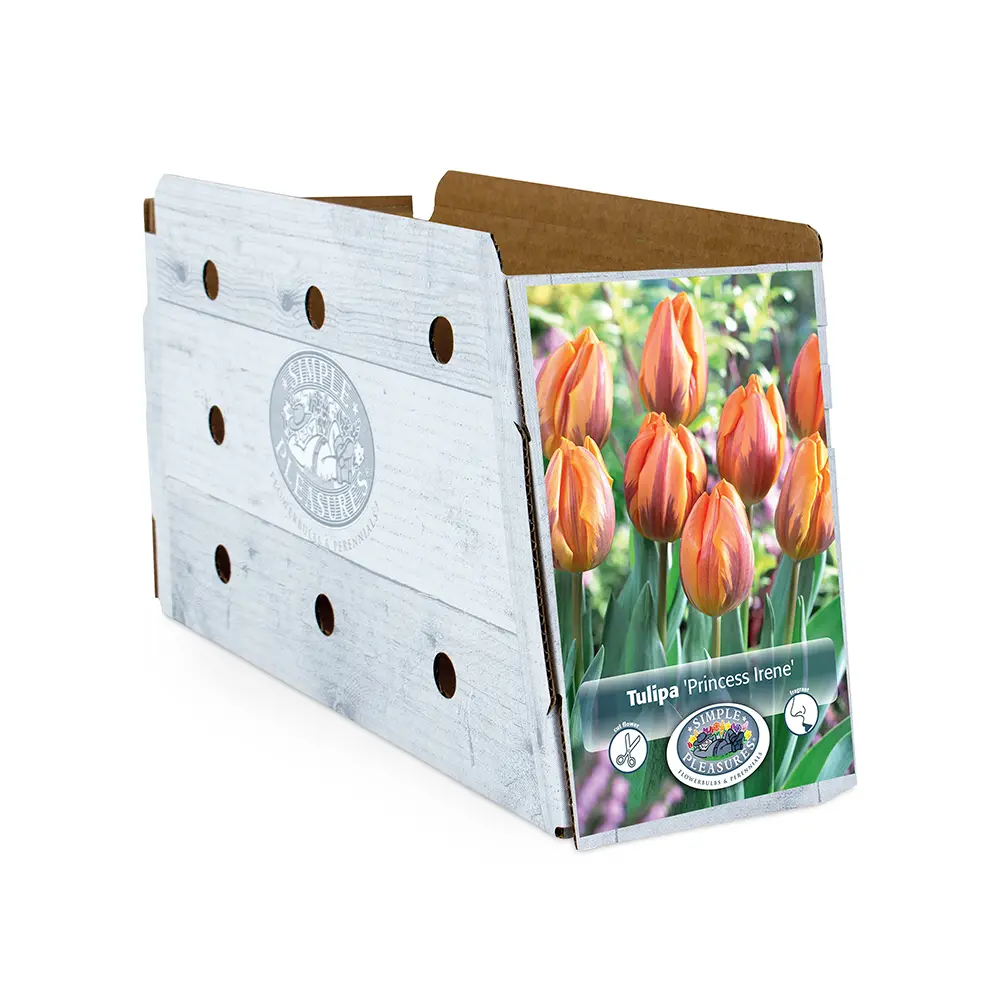 Tulipa Triumph Princess Irene | Capper 20 x 5 - De Vroomen