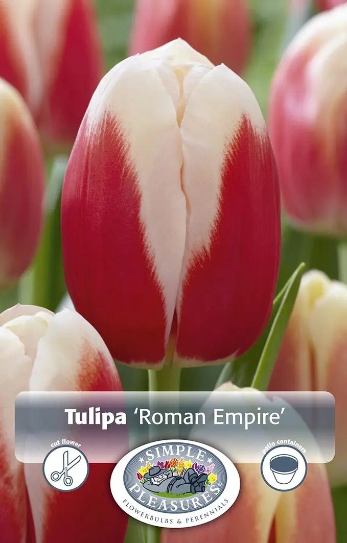 Tulipa Triumph Roman Empire | 80 pcs - De Vroomen
